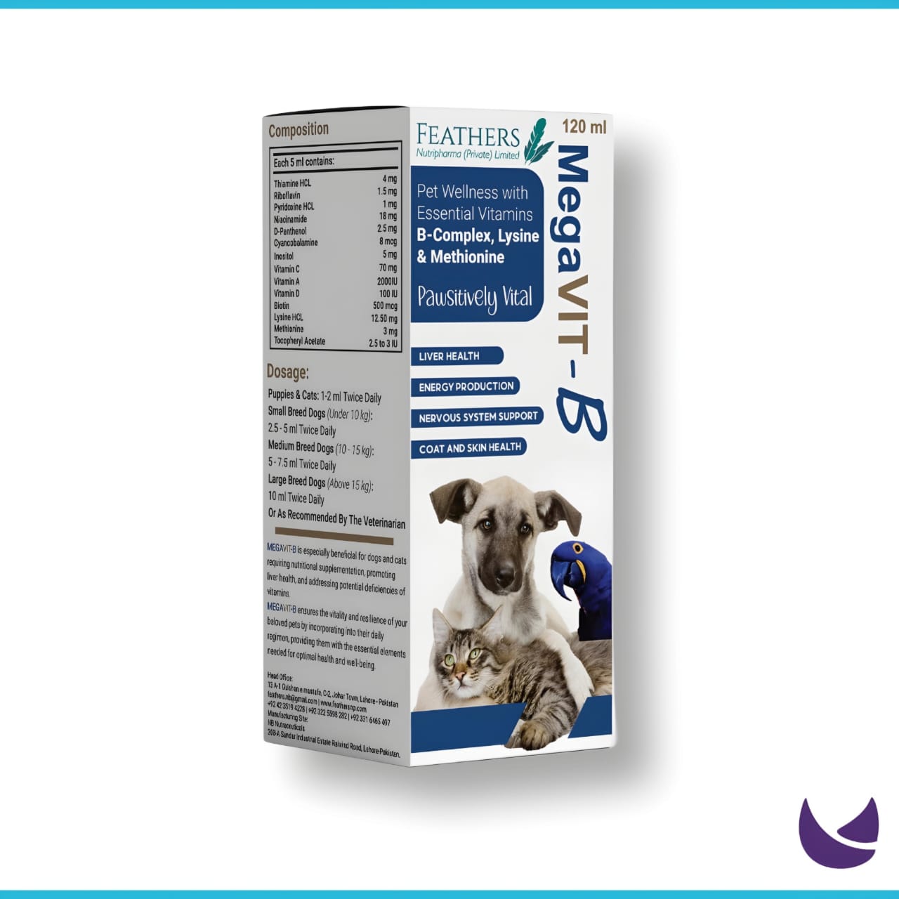 MegaVIT-B – Chubby Meows